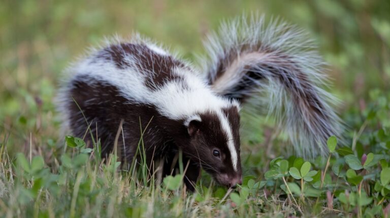 Foods Poisonous to Skunks: Complete List of Toxic Items