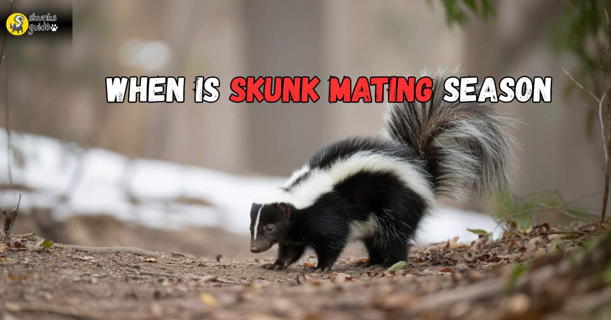 When Is Skunk Mating Season? Everything You Need to Know